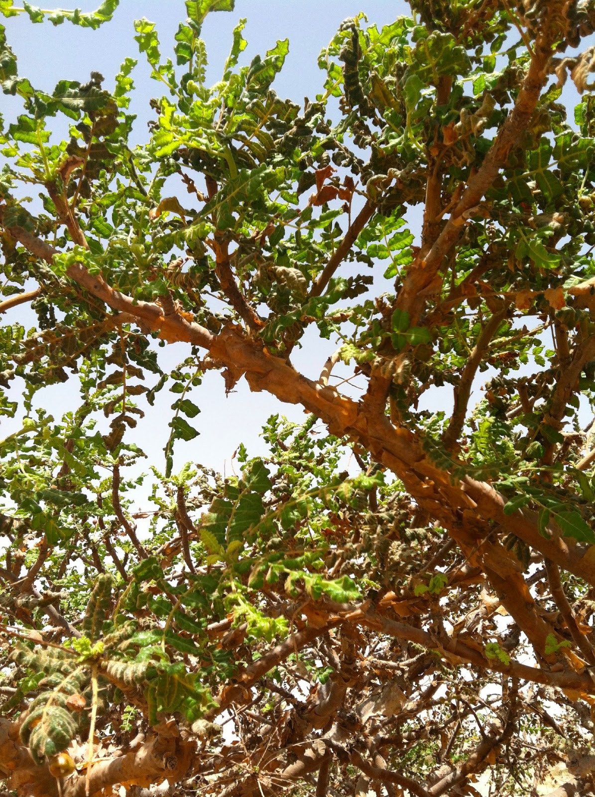 the delighted observationist: Oh Sweet Salalah - Part One