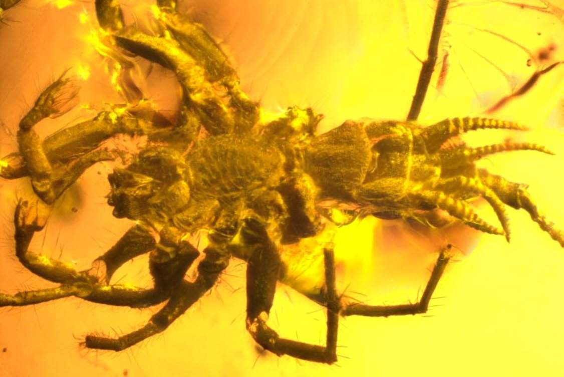 Part Spider, Part Scorpion Creature Found in Amber | Geology In
