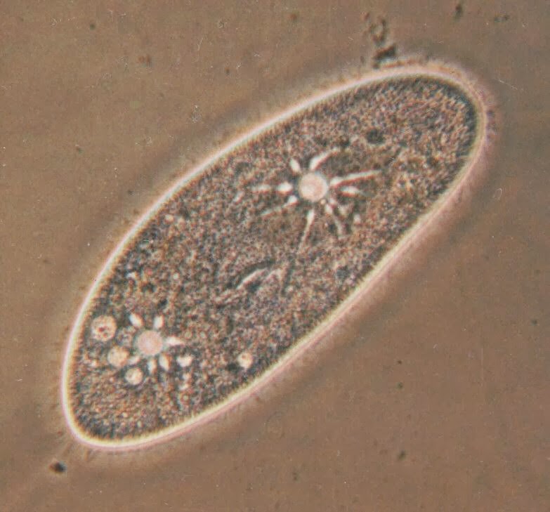 Klasifikasi Makhluk Hidup ~ NM Blog's