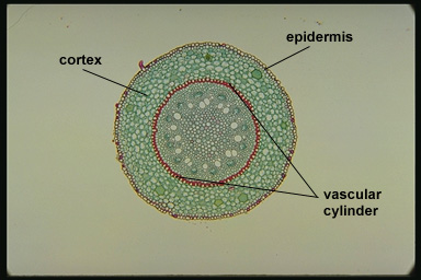 Biologia : Tesuturile vegetale