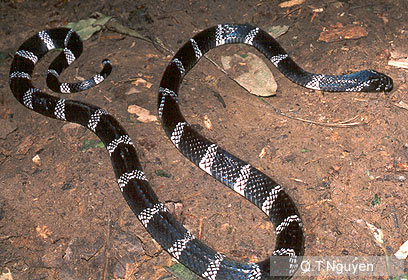 Species New to Science: [Herpetology • 2005] Bungarus slowinskii | Red ...