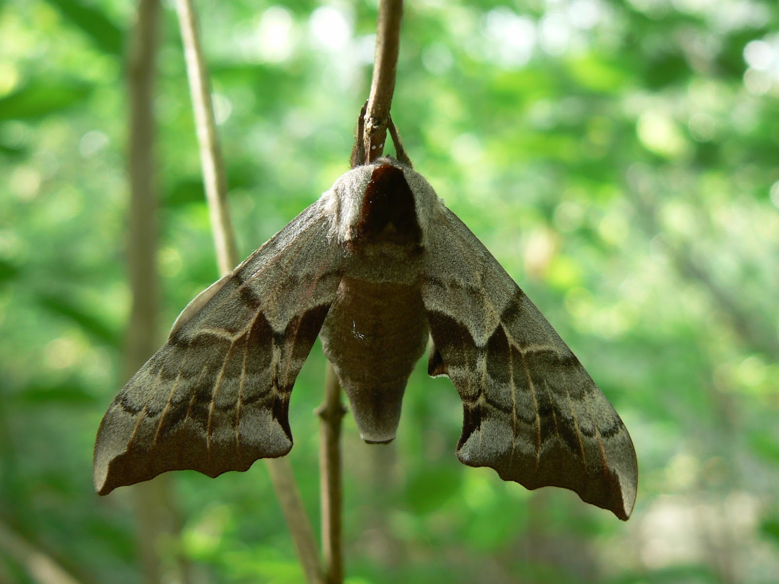 nature geek northwest