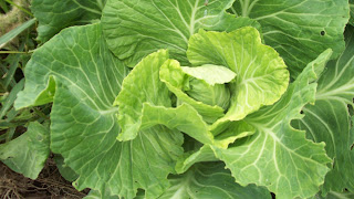 Nuestro Mundo Escolar: marzo 2011