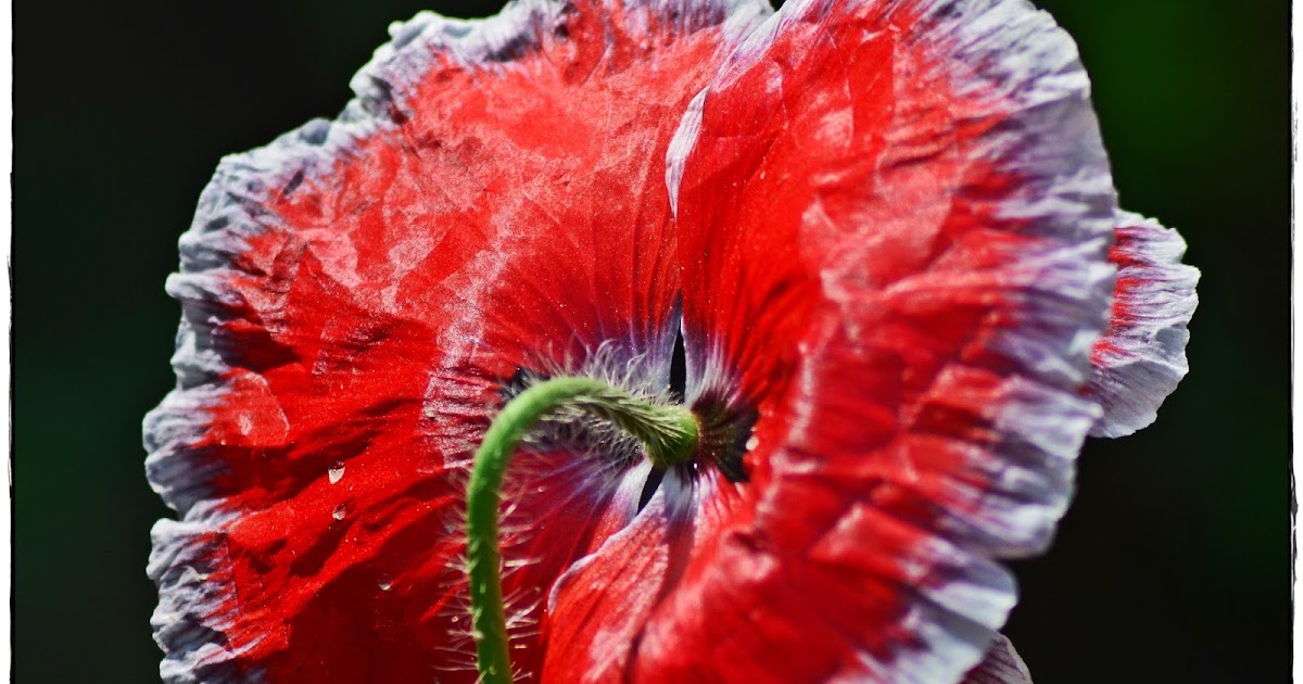 The Other Side (Beautiful Backside View of a Red Flower with White ...