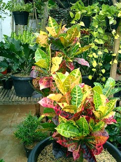 klasifikasi tumbuhan puring dan manfaatnya