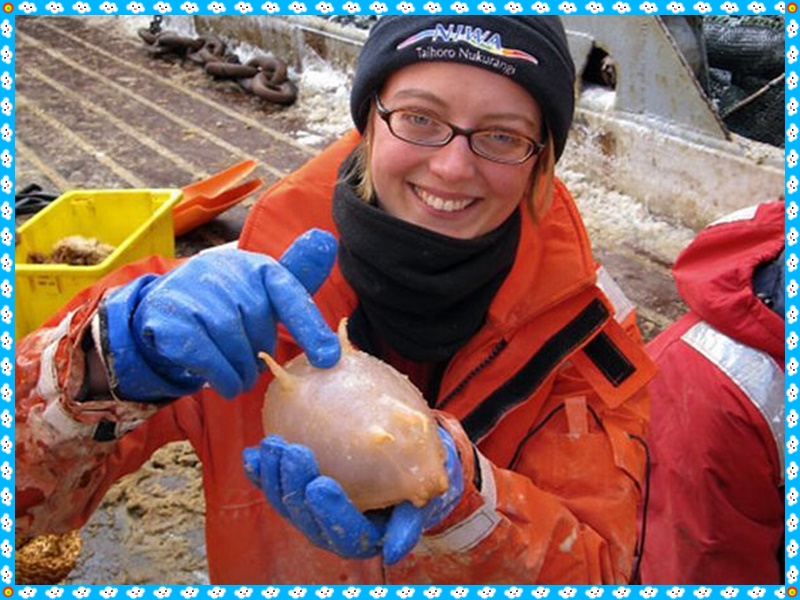 FOTOS ESTRANHAS ENGRAÇADAS E CURIOSAS 114 - porco marinho