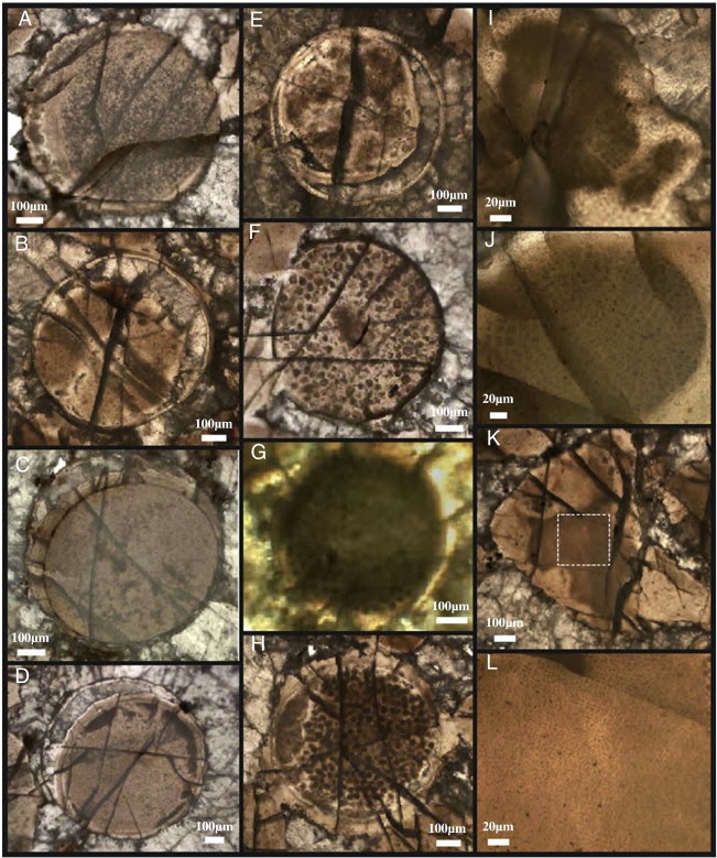 The Dragon's Tales: Ediacaran of China had Diverse, Nonbacterial ...