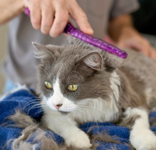 SPA KITTEN: SALON KUCING PANGGILAN | (SPA KITTEN)