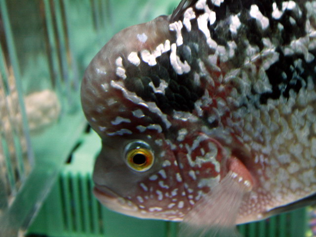 Flowerhorn The Hybrid Cichlids: Good King Kamfa?