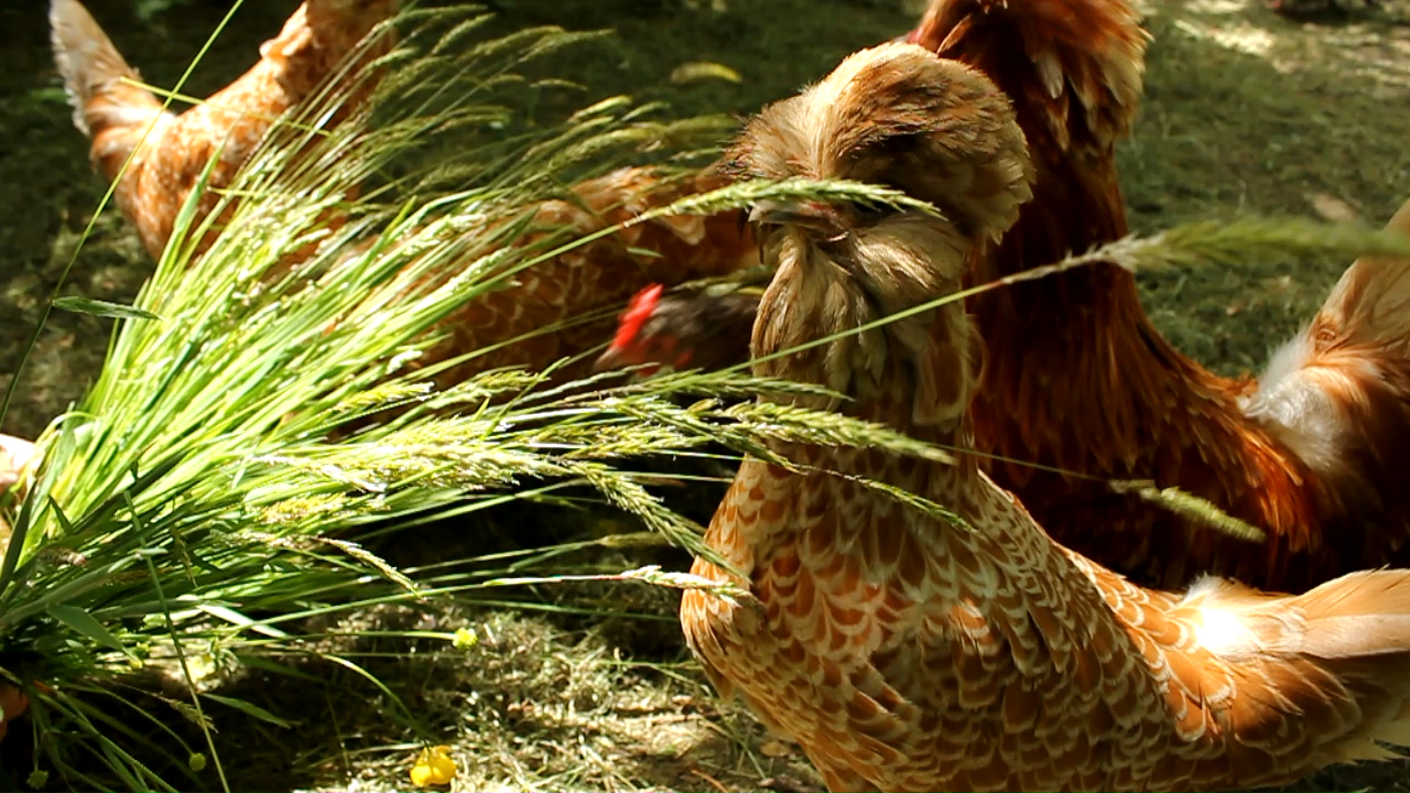 Forest Garden Poultry - Food. Puting the Jungle back in the Fowl? Part ...