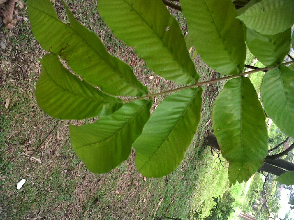 dunia tumbuhan: Bentuk dan Klasifikasi Daun