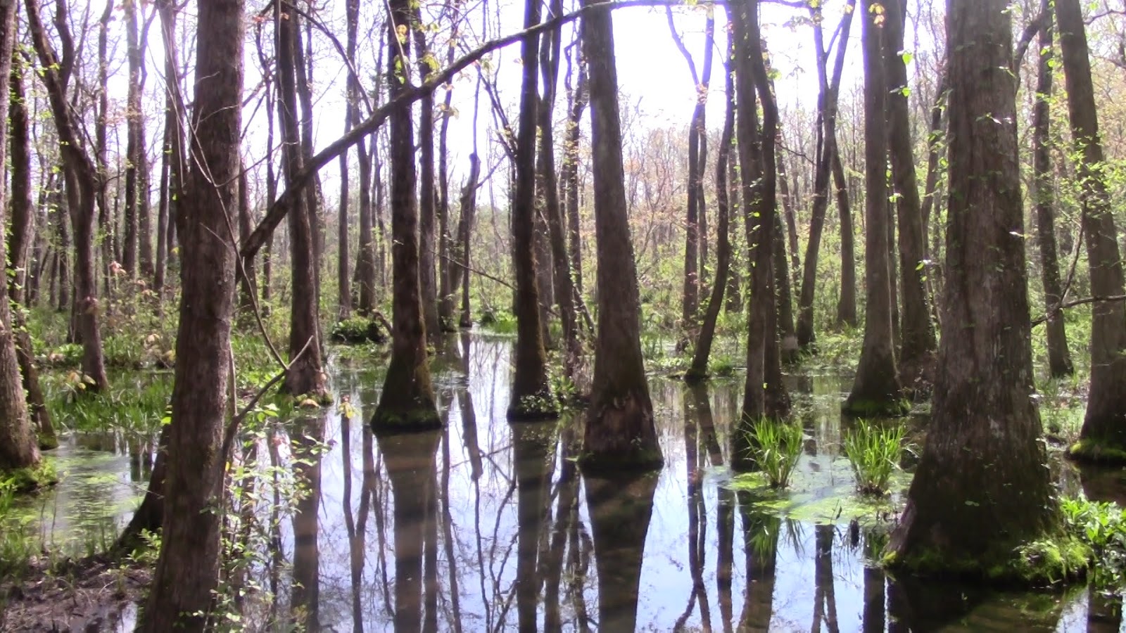 Falcon News Network: Exploring Ebenezer Swamp