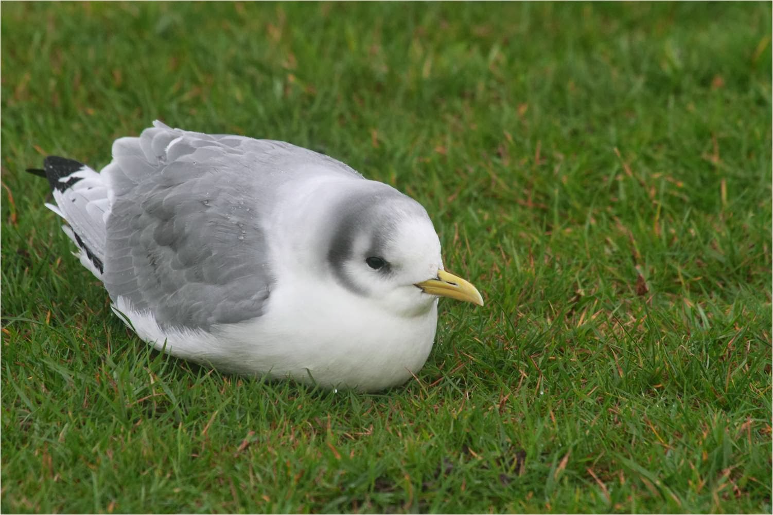 Wanstead Birding: January (may contain traces of Leyton Flats and ...