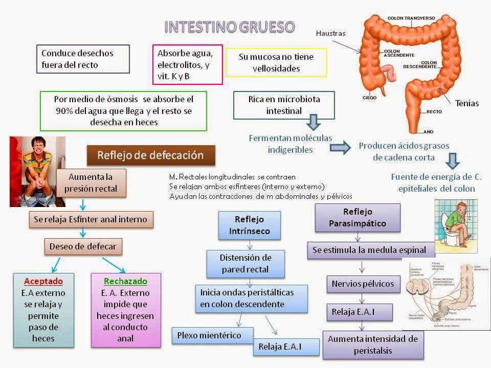 Blog de Fisiologia Médica de Brenda de Jesús Valdez Armenta: Intestino ...