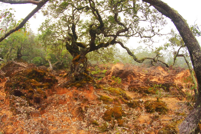 Bonsai Forest on Mount Mutis Slope - Dhavers