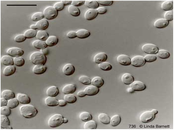 Nutrition Science: Zygosaccharomyces nussbaumeri