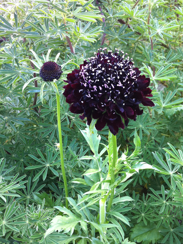 Pennsylvania Street Gardens: Plant profile: Scabiosa