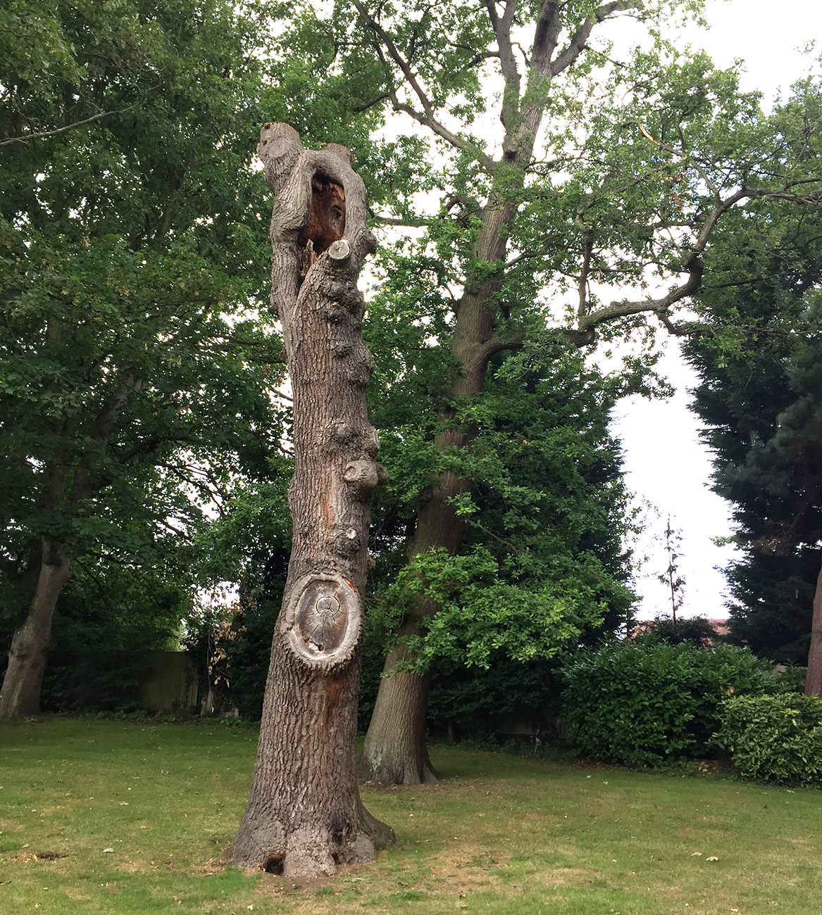 The Trees (that were) In The Knoll | Naturally