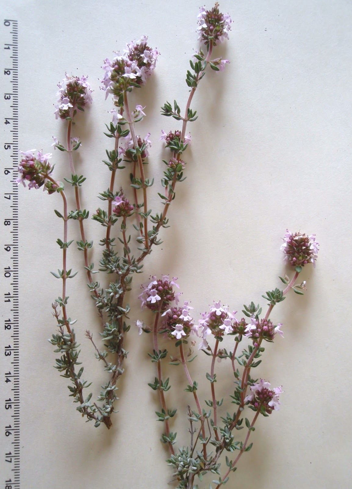 HERBARIO VIRTUAL DE BANYERES DE MARIOLA Y ALICANTE: Thymus vulgaris ...