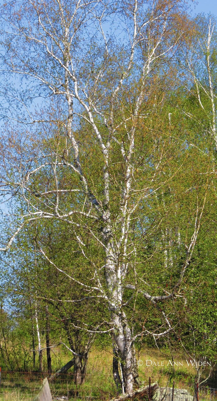 Chronicles of Whimsy: ~ Circled Cross in the Ancient Birch