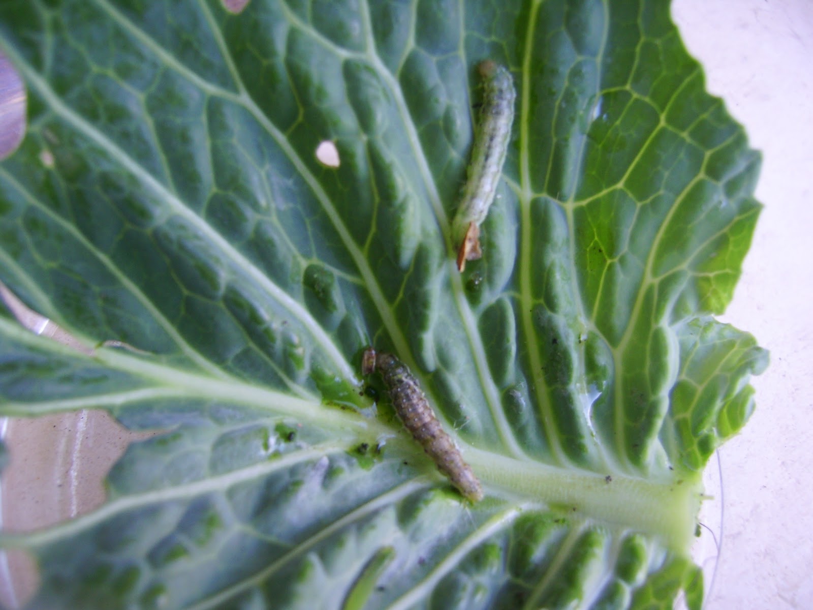 El TecnoClub de Elburgo en la FLL: Fotos del gusano de la col