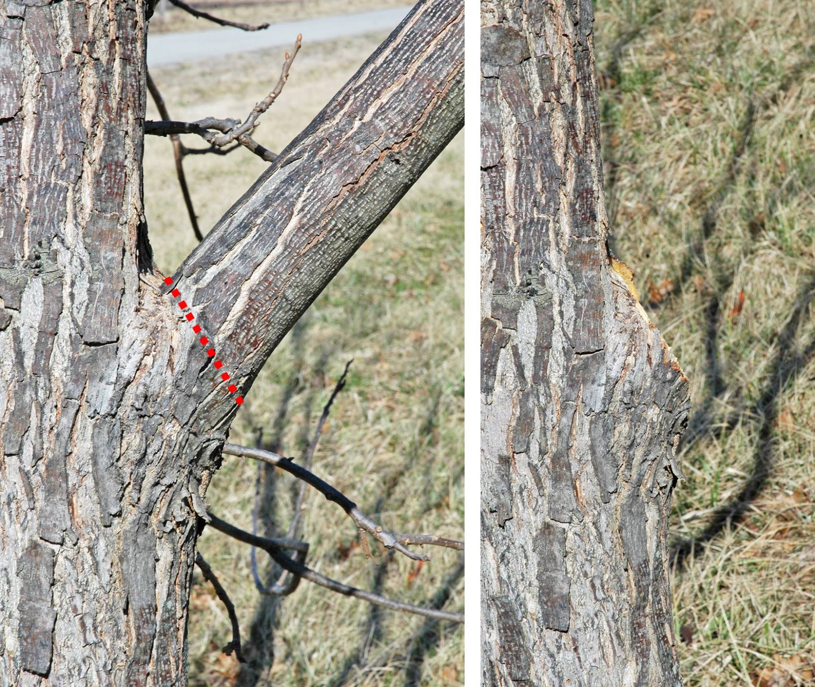Northern Pecans: Pecan tree limb pruning and collecting scions