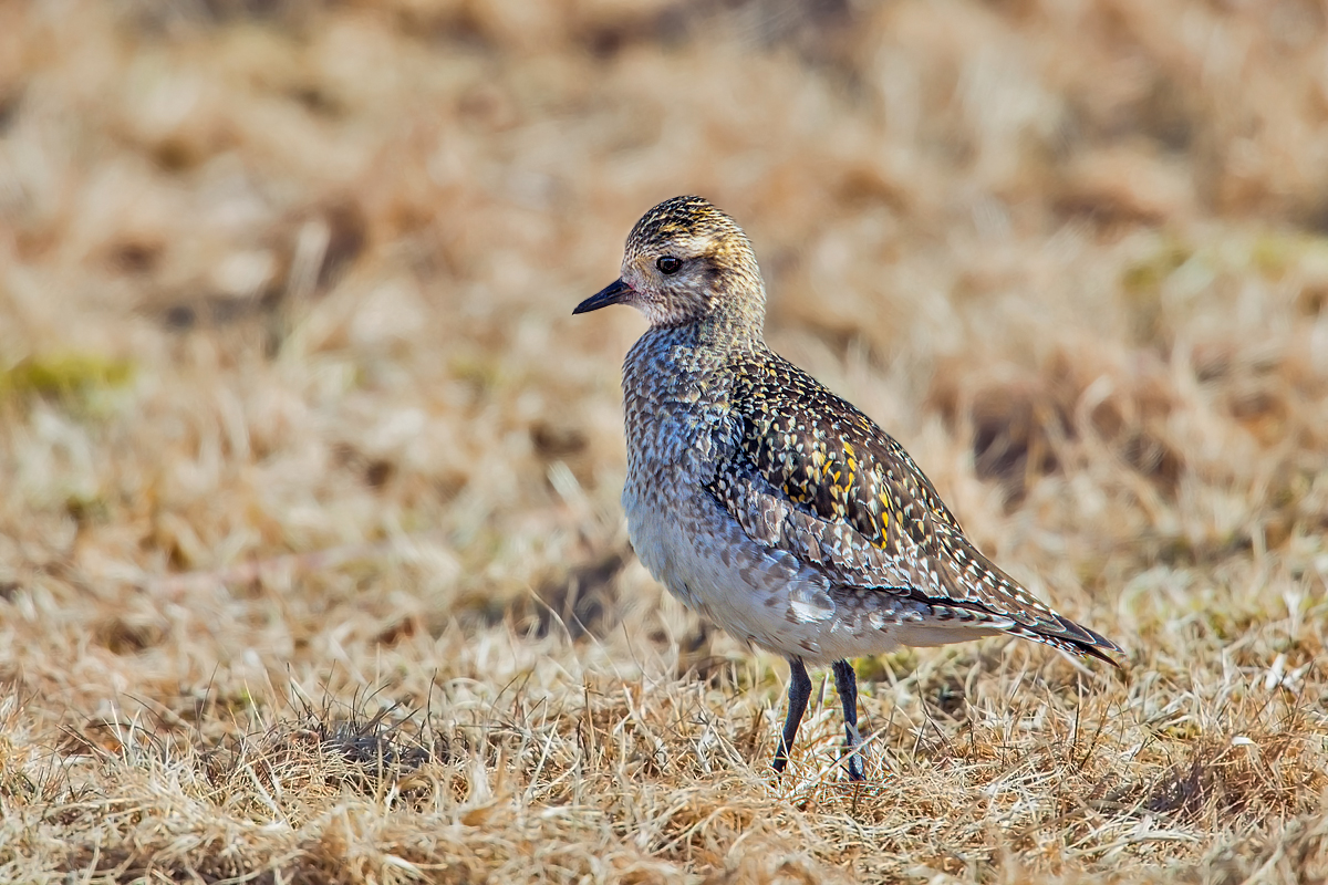 Ottars fotoblogg: Heilo (Pluvialis apricaria, Eurasian Golden-Plover)