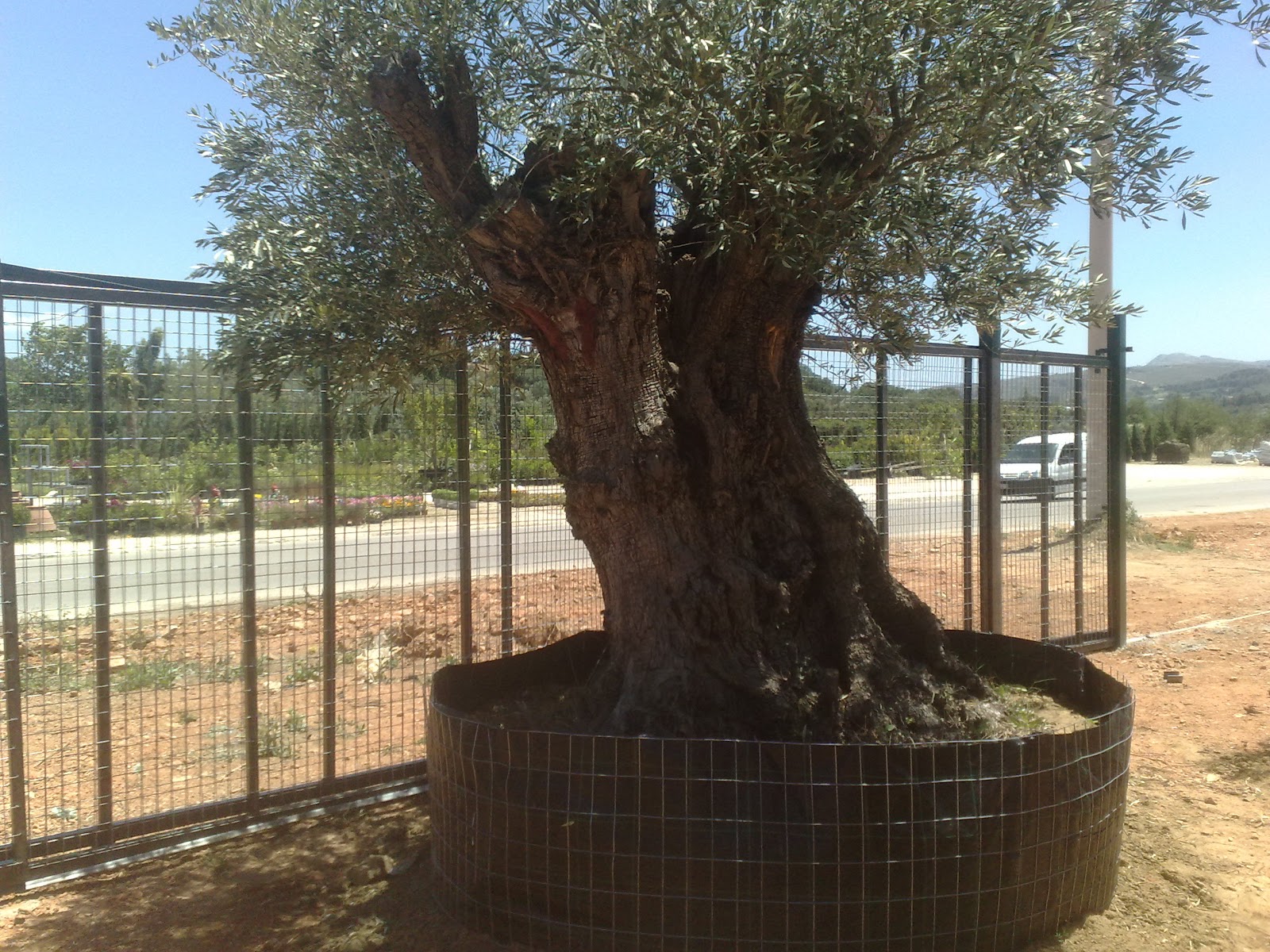 ΦΥΤΩΡΙΑ ΔΕΛΤΑ NURSERIES DELTA TREES LTD: ΠΡΟΣΦΟΡΑ ΑΙΩΝΟΒΙΕΣ ΜΕΓΑΛΕΣ ΕΛΙΕΣ