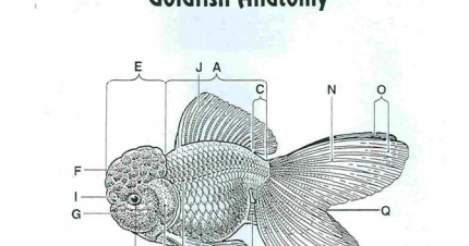 KIANMENG.ORG: UMT MOOC: Ornamental Fish Culture - Topic 3: Quality ...