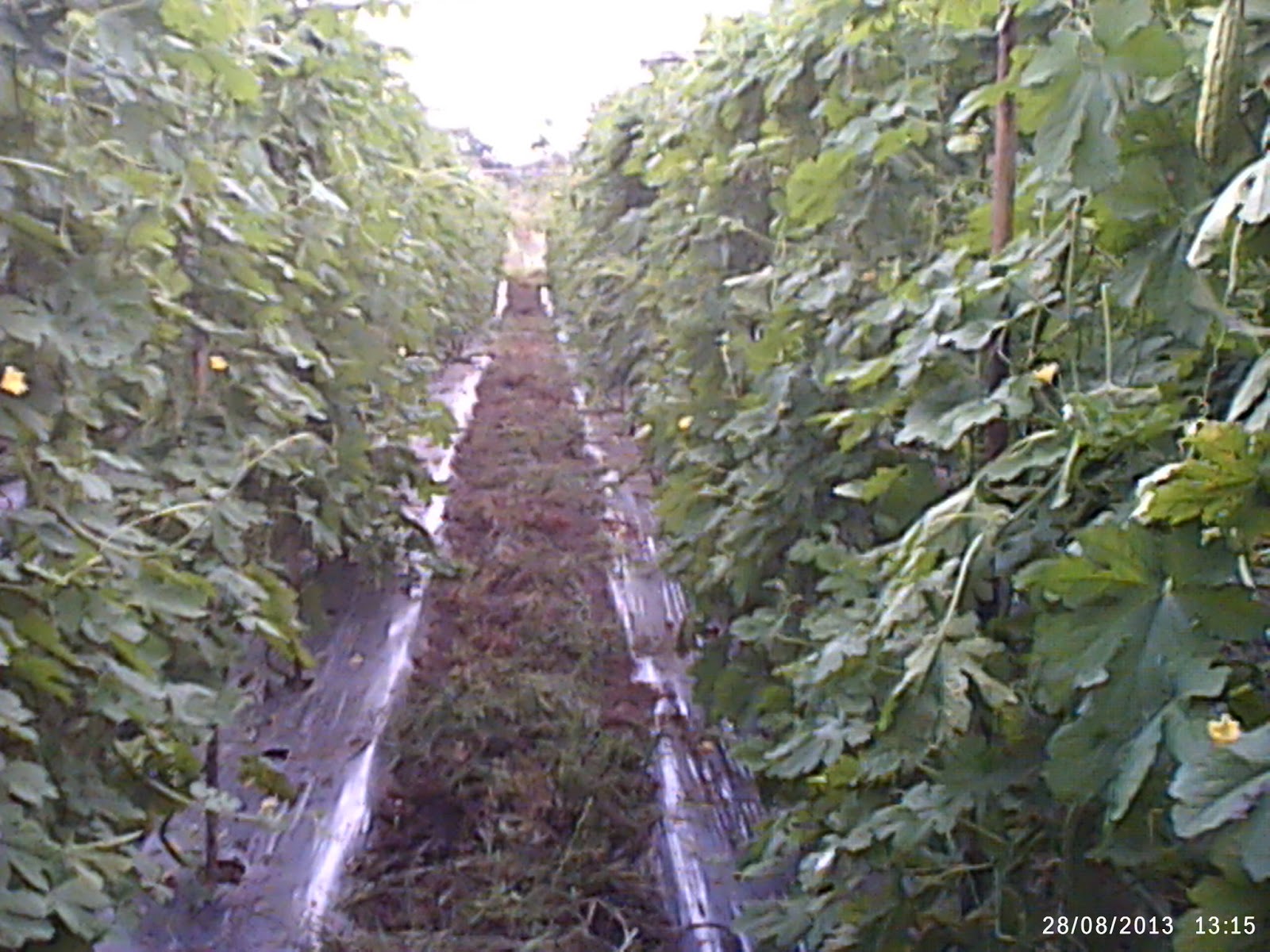 Bertani Mudah: Tips Budidaya Pare Yang Baik Dan Untung Besar