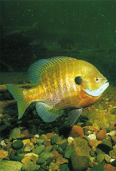 Bluegill ~ Aquatic Animals