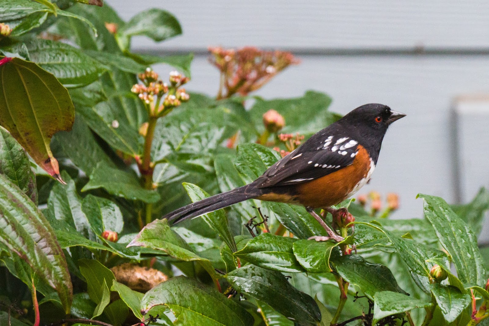 Chaikins of Bellingham: Backyard Critters