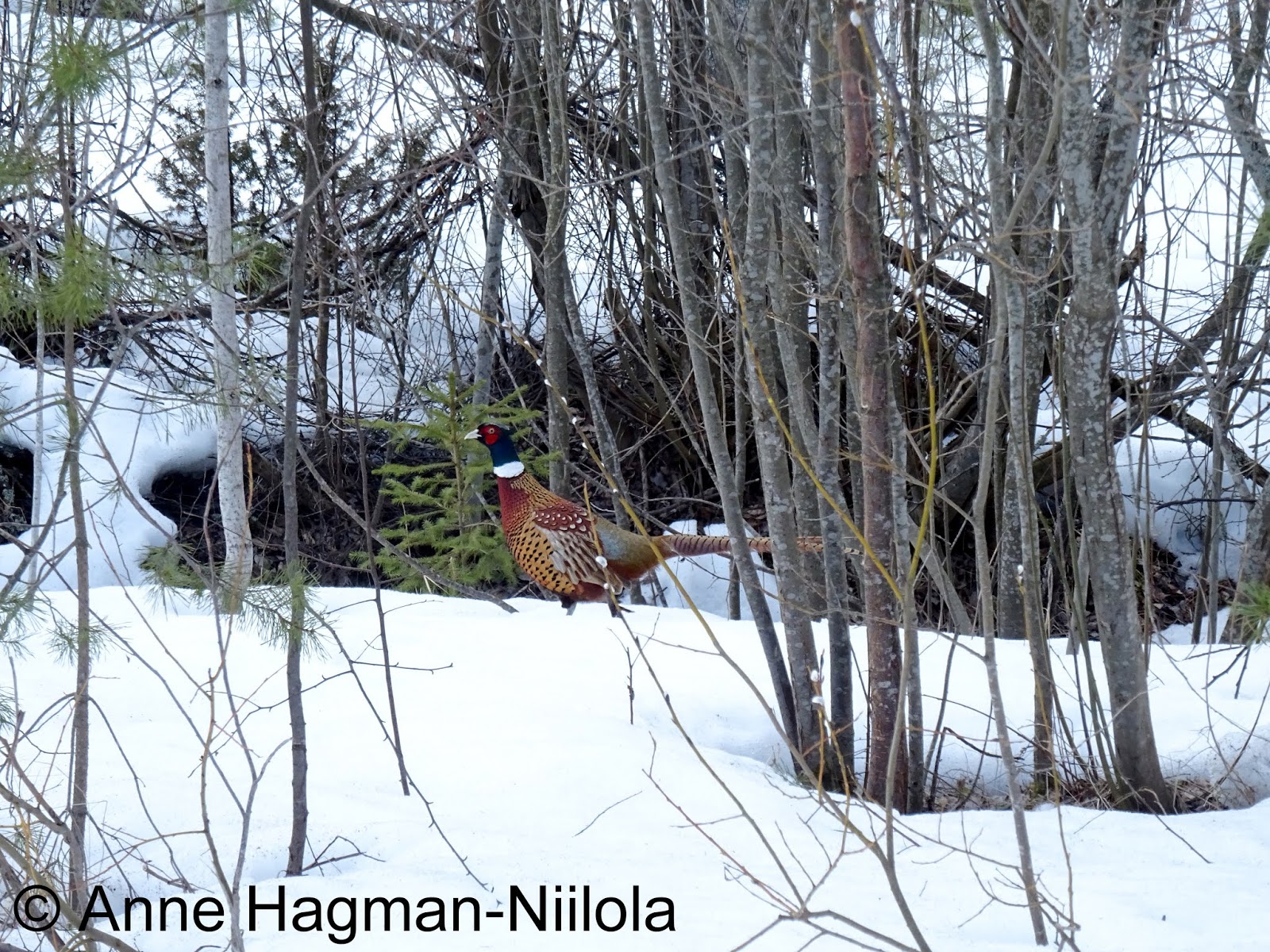 ANNEN LUONTOPÄIVÄKIRJA nature diary: FASAANI (Phasianus colchicus)