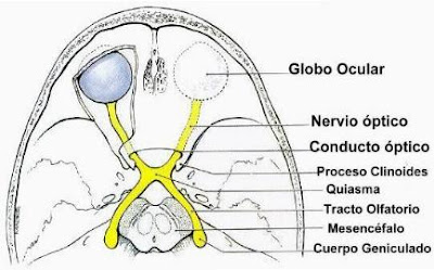 Nervios Craneales: Nervio Óptico