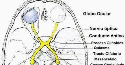 Nervios Craneales: Nervio Óptico