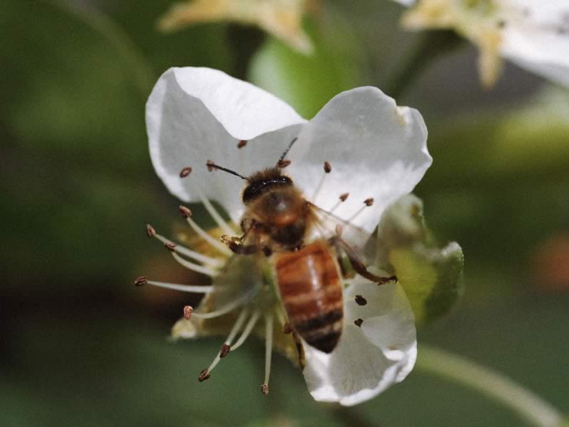 BAL ZAMANI: EN GÜZEL ARI RESİMLERİ 3