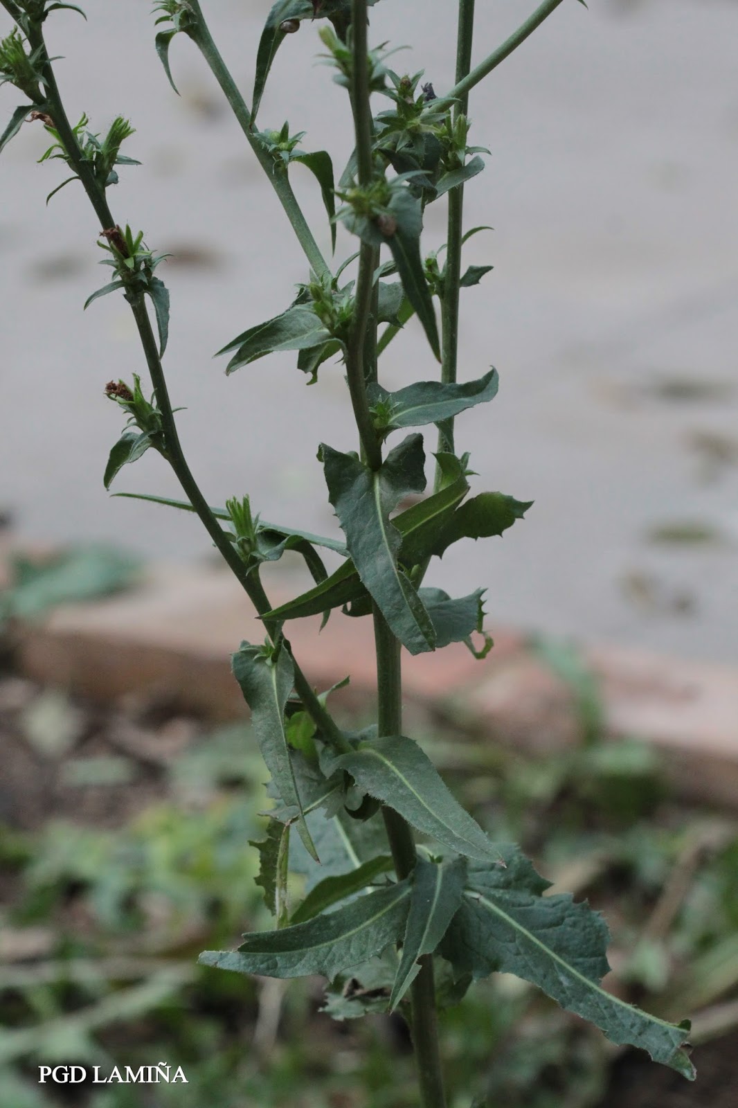 CICHORIUM INTYBUS. achicoria.