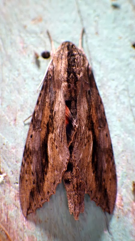 Kaitlyn's Paraguay Adventures!: Paraguay Insects- Post 1