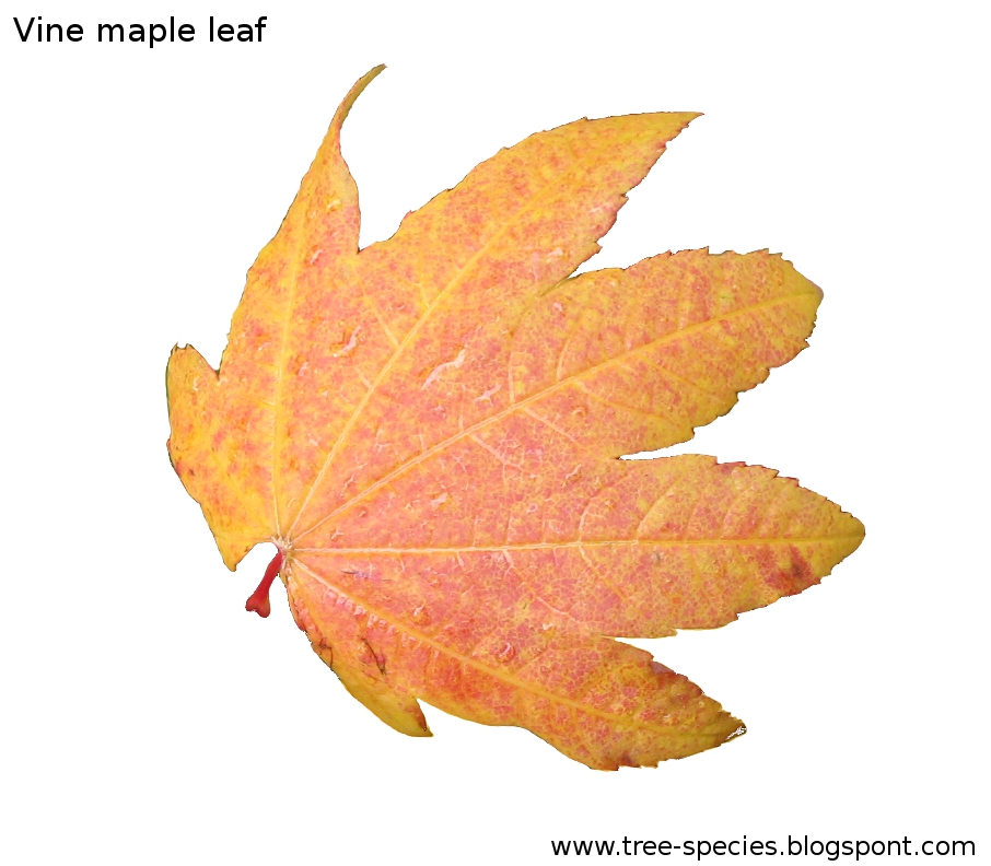 The World´s Tree Species: Vine maple leaf