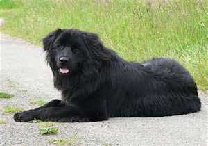 LES BELLES PHOTOS DES CHIENS DE RACE