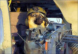 Awetya: Images Animals with guns pictures-animal guns pics