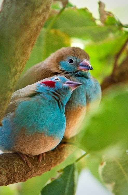 Sweet birds love ~ Stunning nature