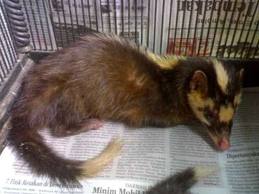 Jenis-jenis Musang :MUSANG LOVERS INDONESIA ( MLI )