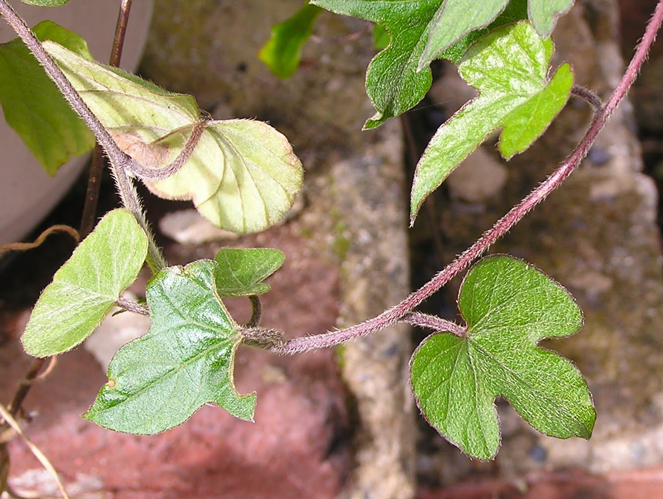 Perspective: April 2011