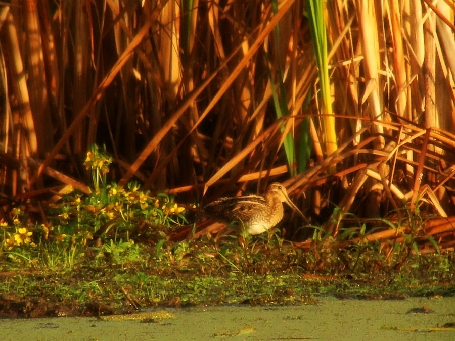 Wildlife Monitor: Long-billed Dowitcher and other notable birds seen at ...