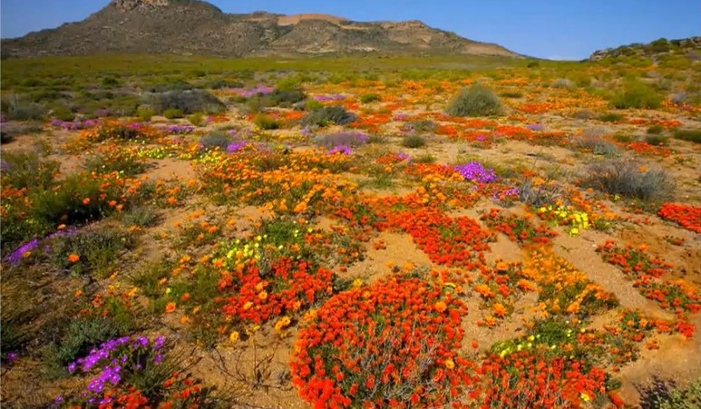 Kamu Tahukan? - Bunga Cantik Yang beracun, Bunga pertama didunia, juga ...