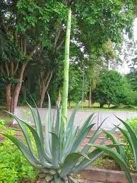Venezuelan Gastronomy: The Cocuy an iconic drink of the Venezuelan ...