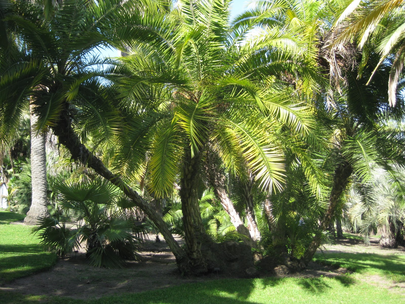 Trees of Santa Cruz County: Phoenix reclinata - Senegal Date Palm