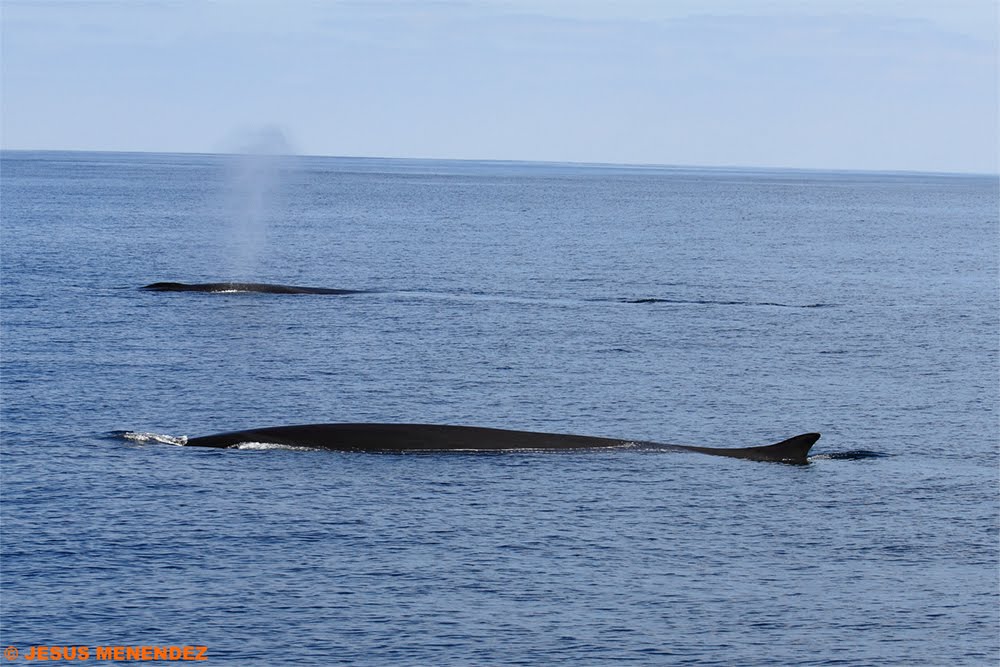 ! Andando por las ramas !: Ballenas, cumplimos un sueño, Navegamos ...