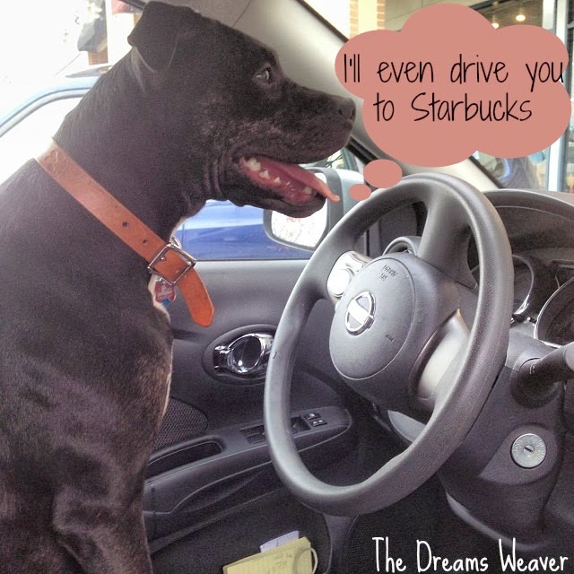 The Dreams Weaver: Dog Lovers Salmon Twizzle Sticks